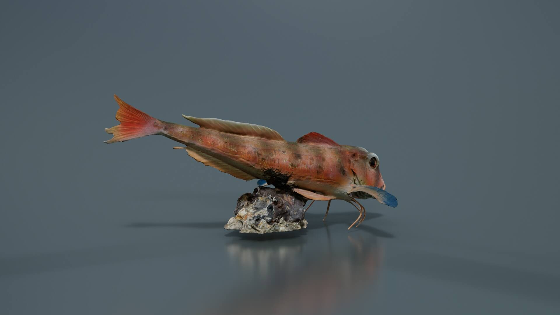 Pisces Type Fish - 3D Model by Polygonal Miniatures