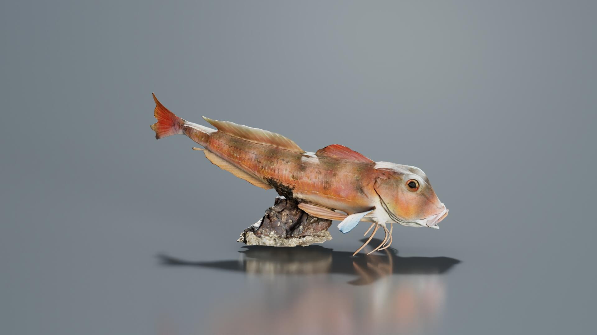 Pisces Type Fish - 3D Model by Polygonal Miniatures