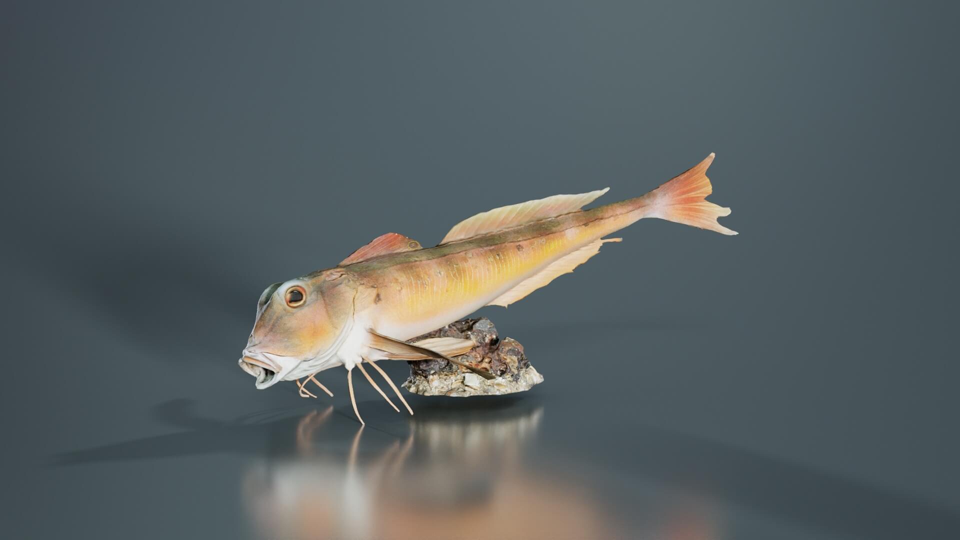 Pisces Type Fish - 3D Model by Polygonal Miniatures
