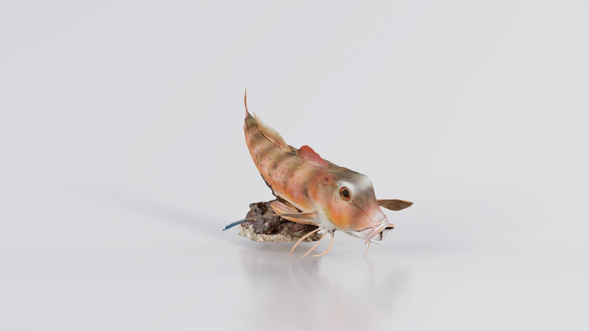 Pisces Type Fish - 3D Model by Polygonal Miniatures