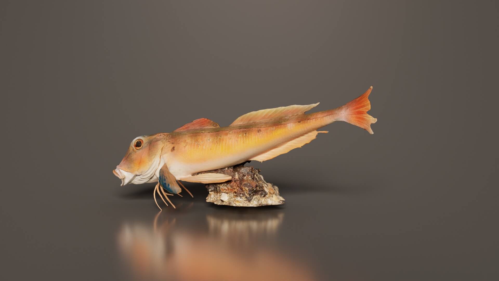 Pisces Type Fish - 3D Model by Polygonal Miniatures