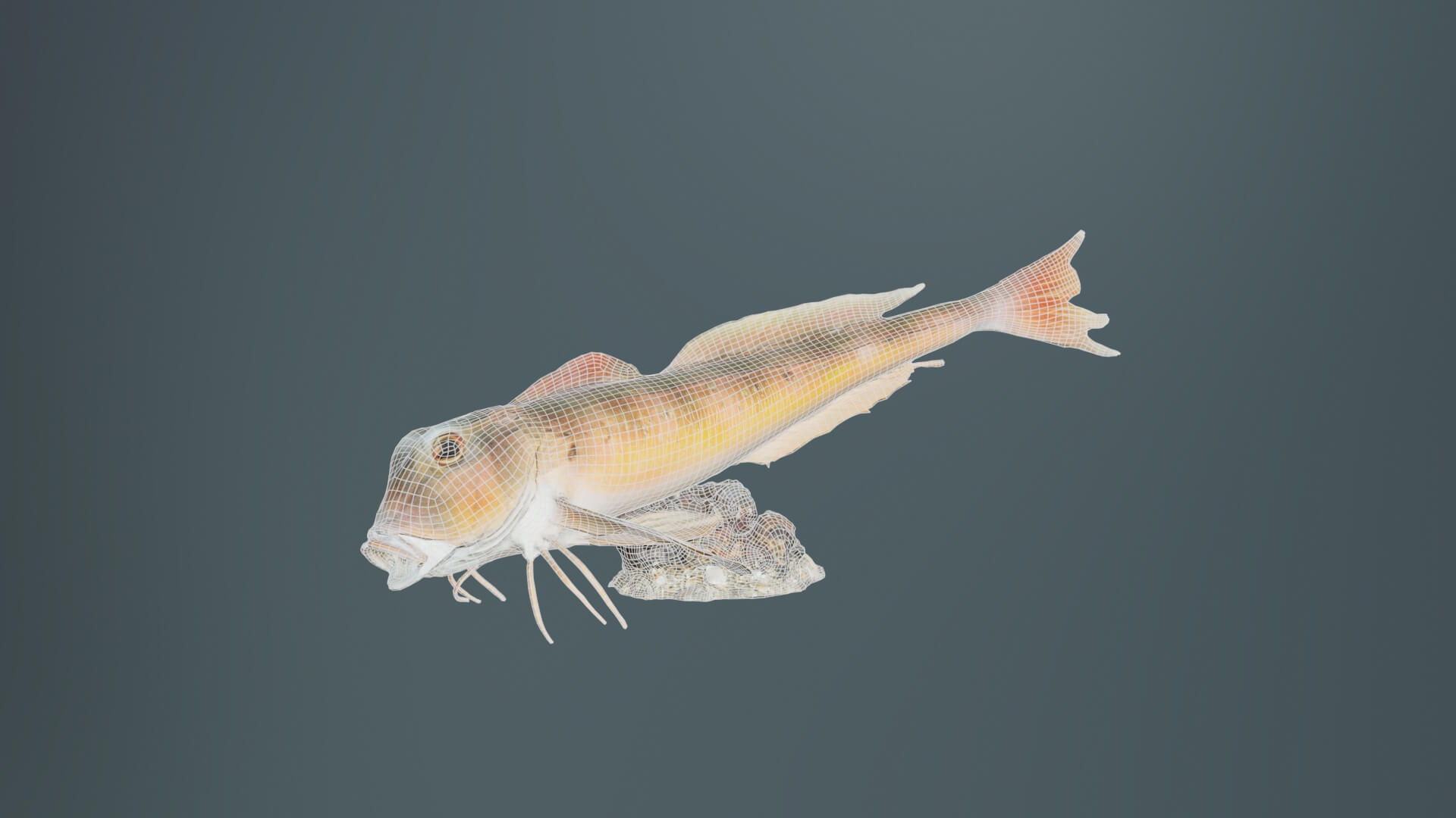 Pisces Type Fish - 3D Model by Polygonal Miniatures