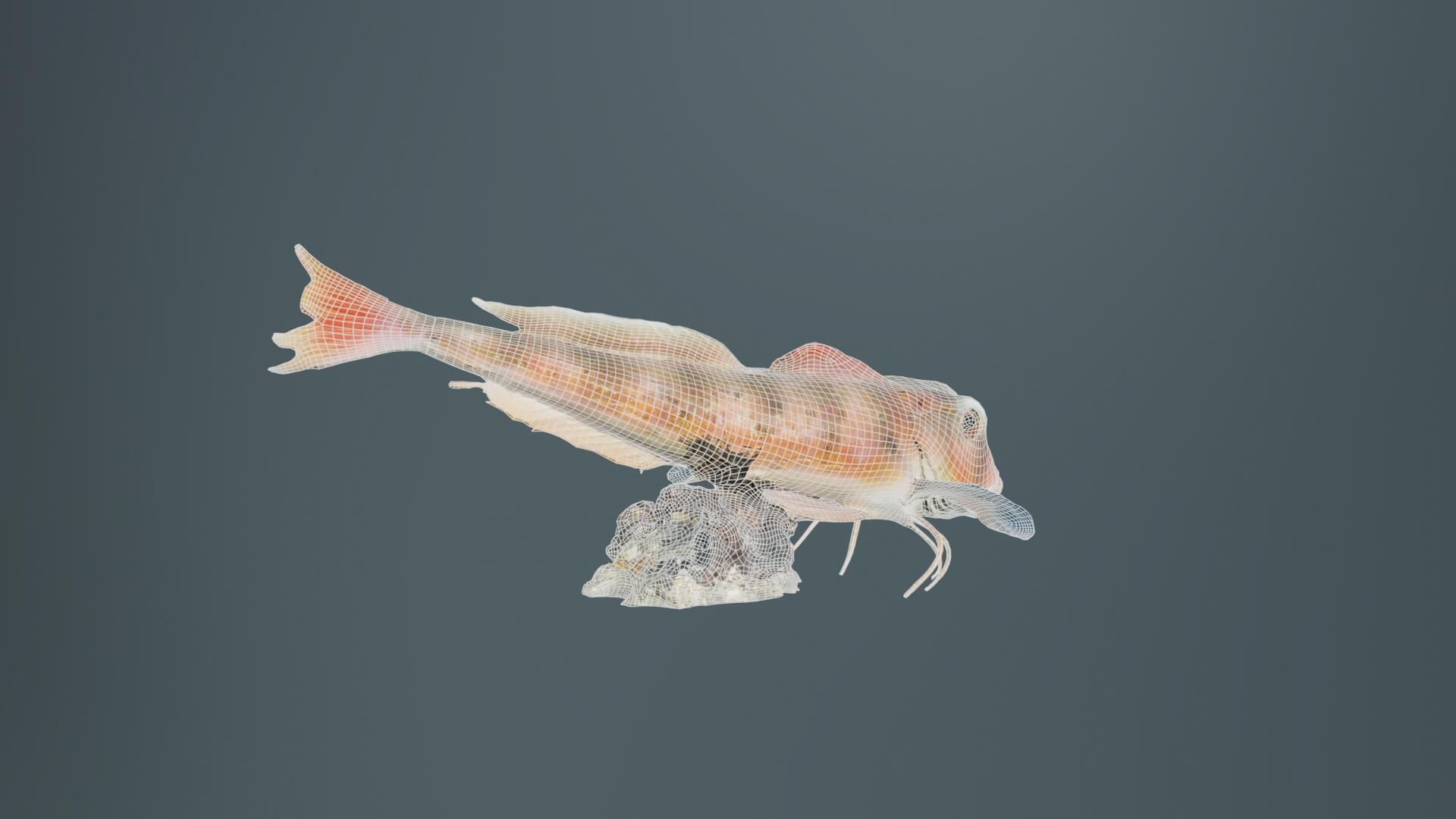 Pisces Type Fish - 3D Model by Polygonal Miniatures