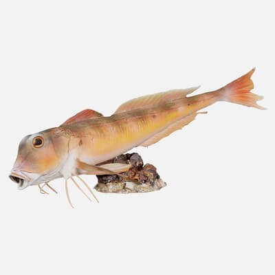Pisces Type Fish - 3D Model by Polygonal Miniatures