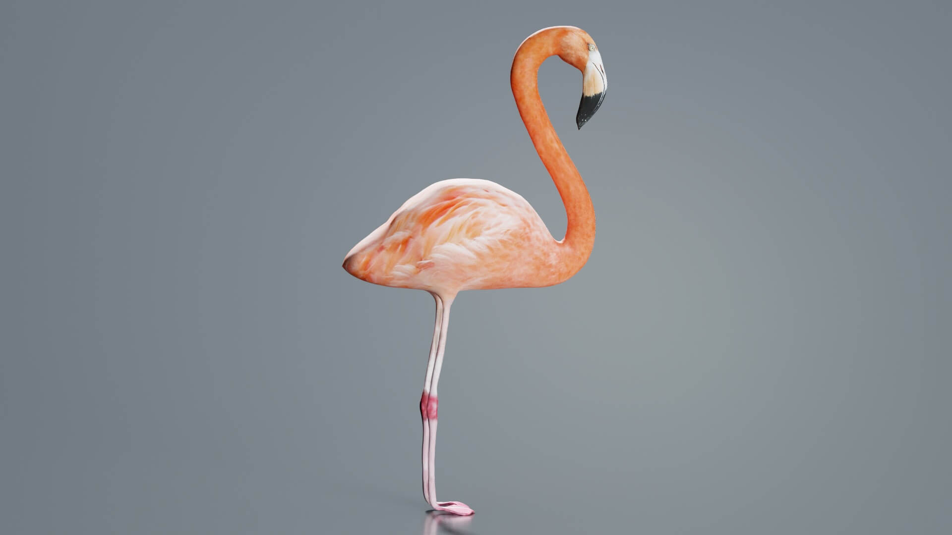 Pink Flamingo - 3D Model by Polygonal Miniatures