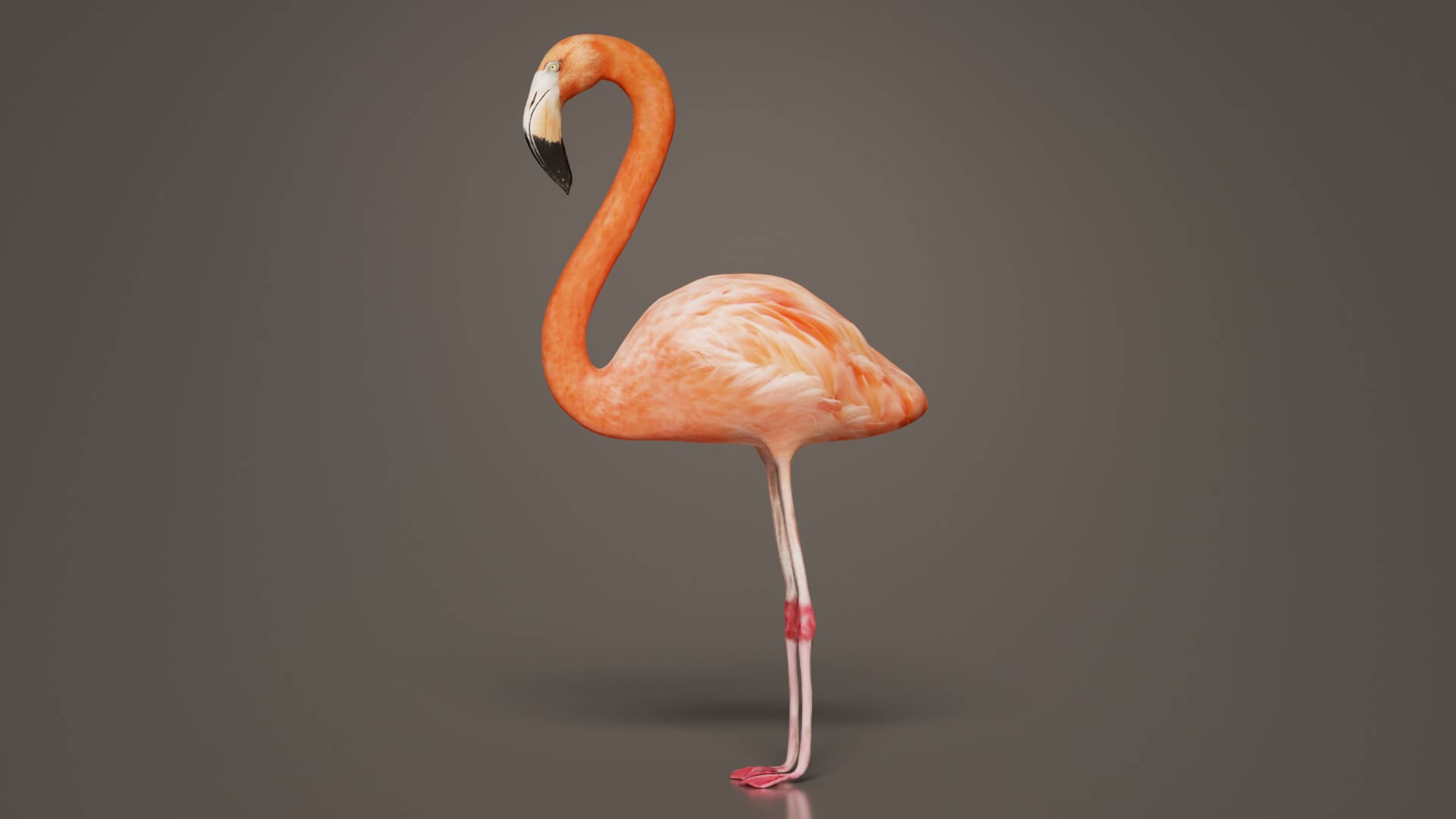 Pink Flamingo - 3D Model by Polygonal Miniatures