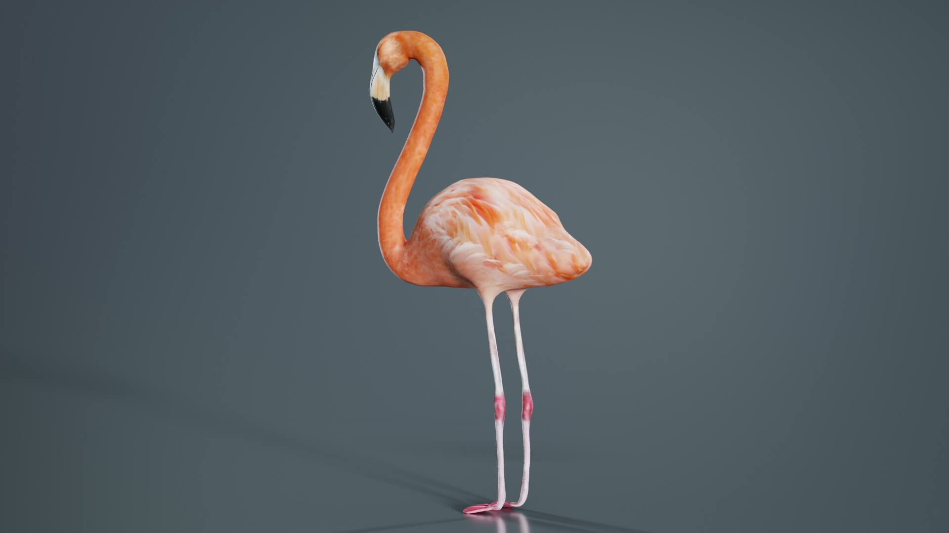 Pink Flamingo - 3D Model by Polygonal Miniatures