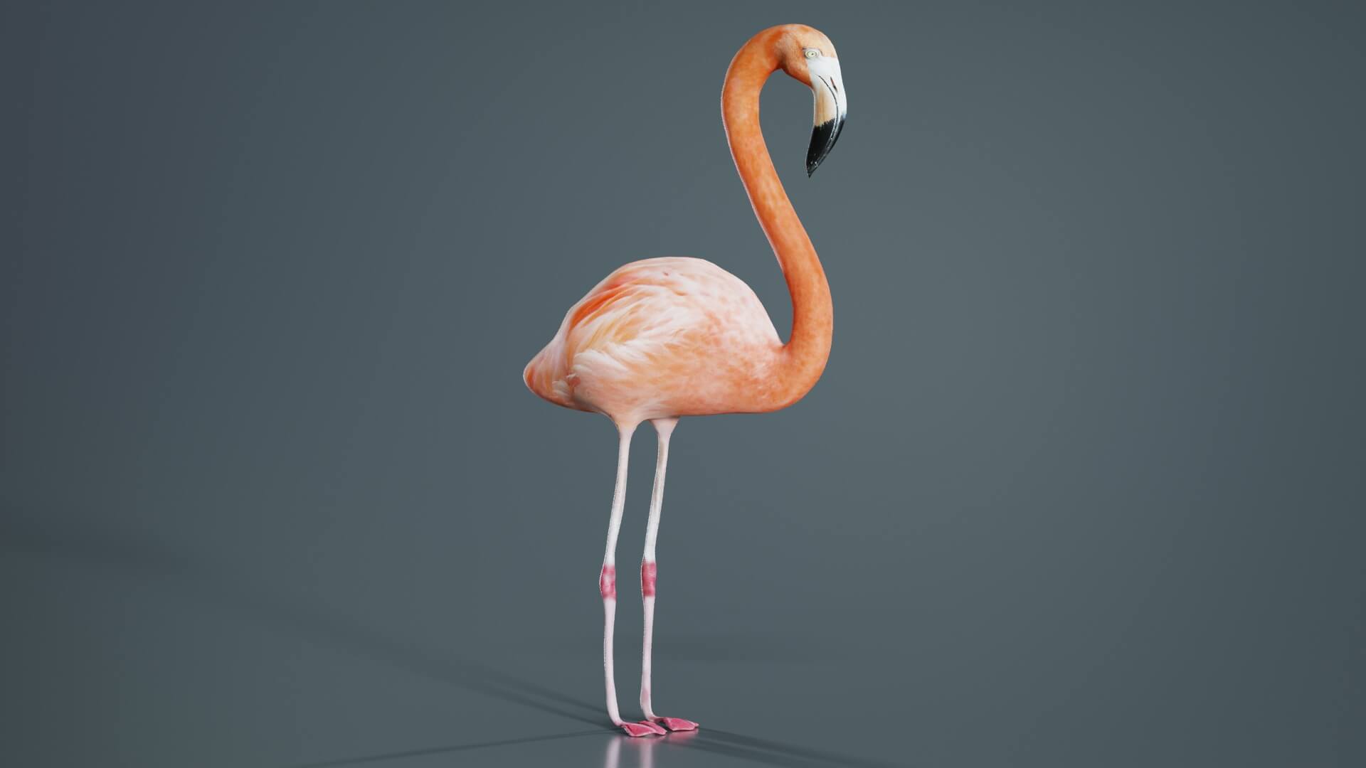 Pink Flamingo - 3D Model by Polygonal Miniatures