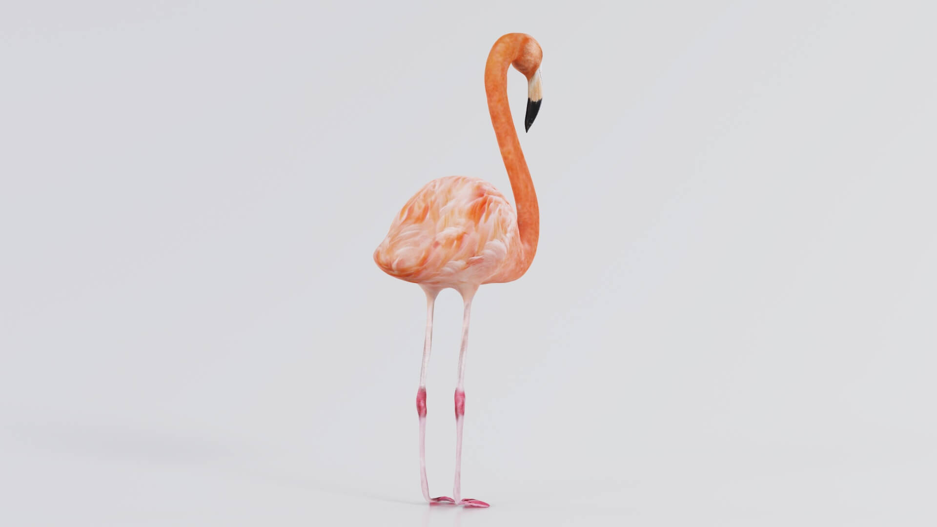 Pink Flamingo - 3D Model by Polygonal Miniatures