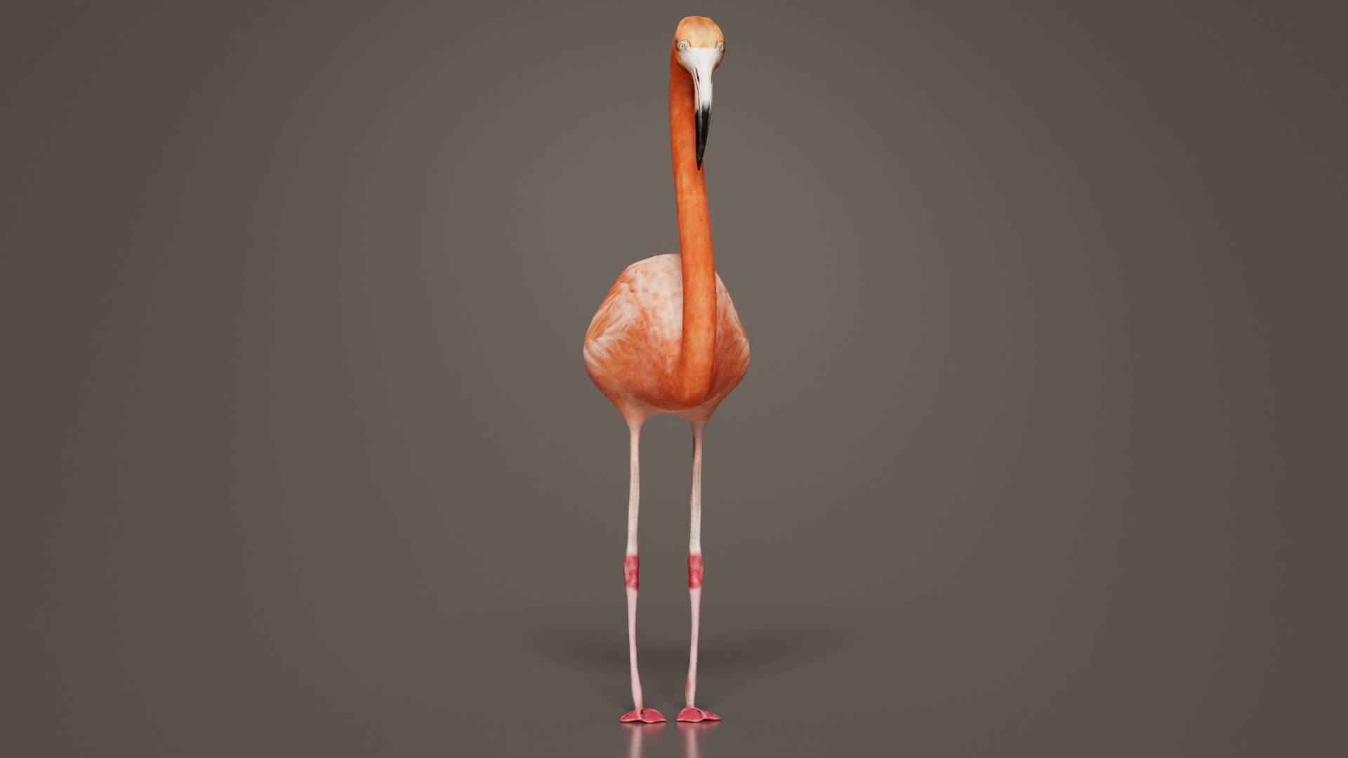 Pink Flamingo - 3D Model by Polygonal Miniatures