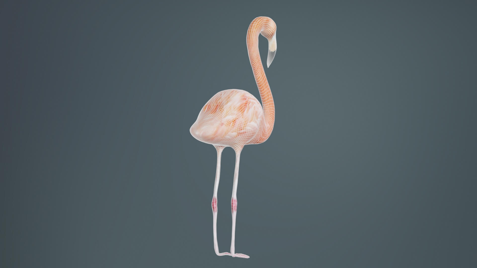 Pink Flamingo - 3D Model by Polygonal Miniatures