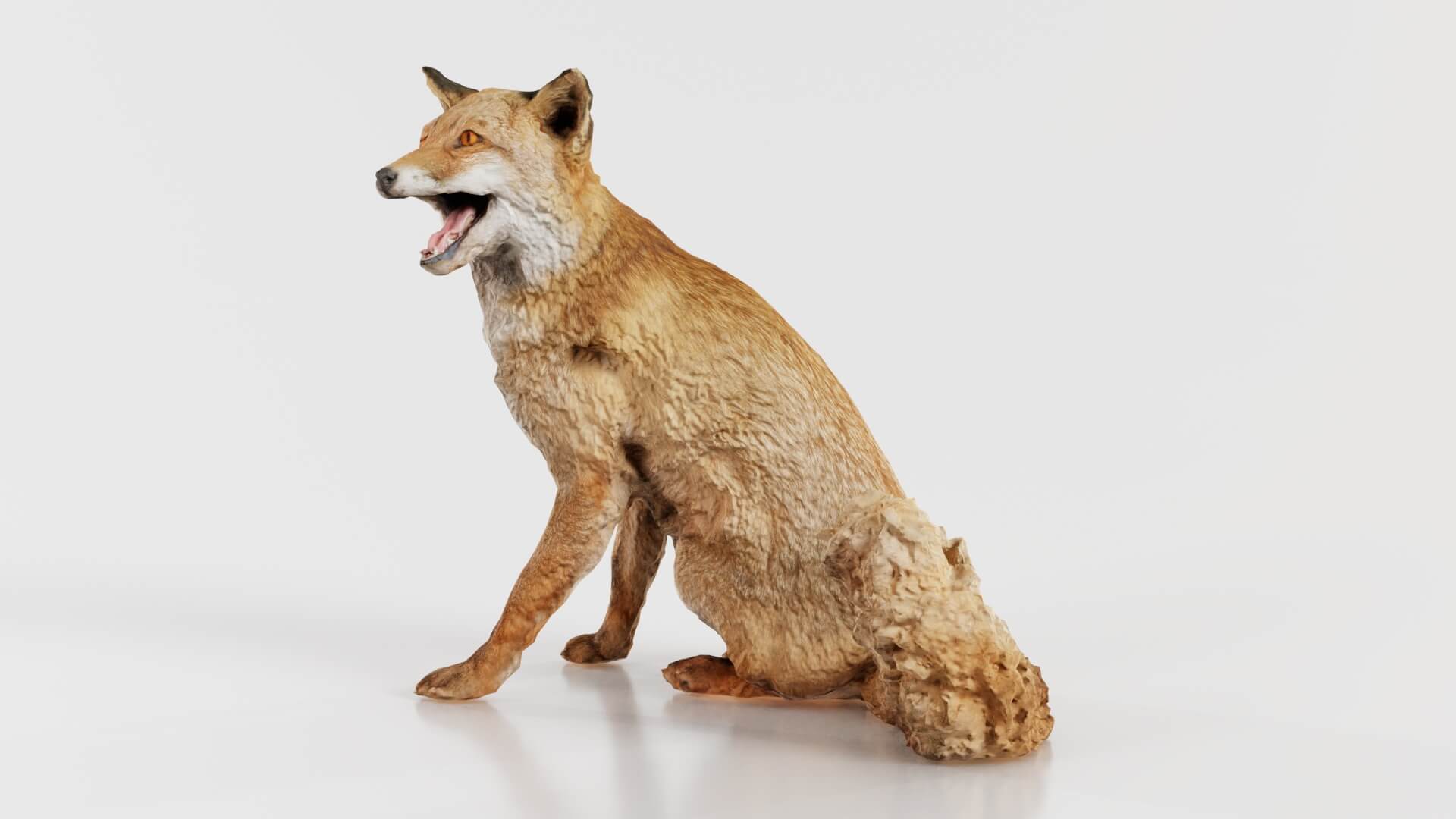 Fox Vulpes Vulpes - 3D Model by Polygonal Miniatures