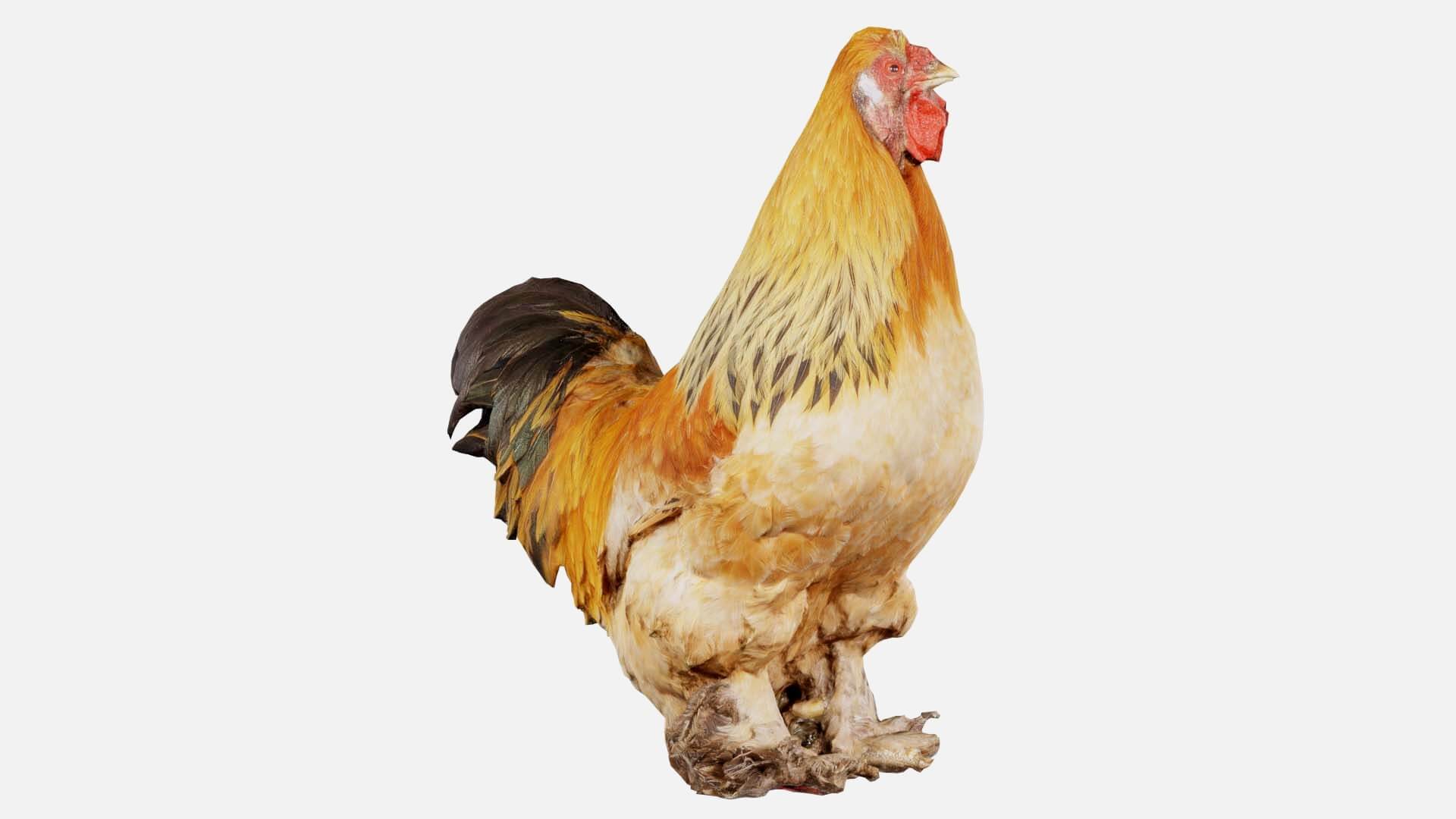 Gallus Domesticus Rooster - 3D Model by Polygonal Miniatures