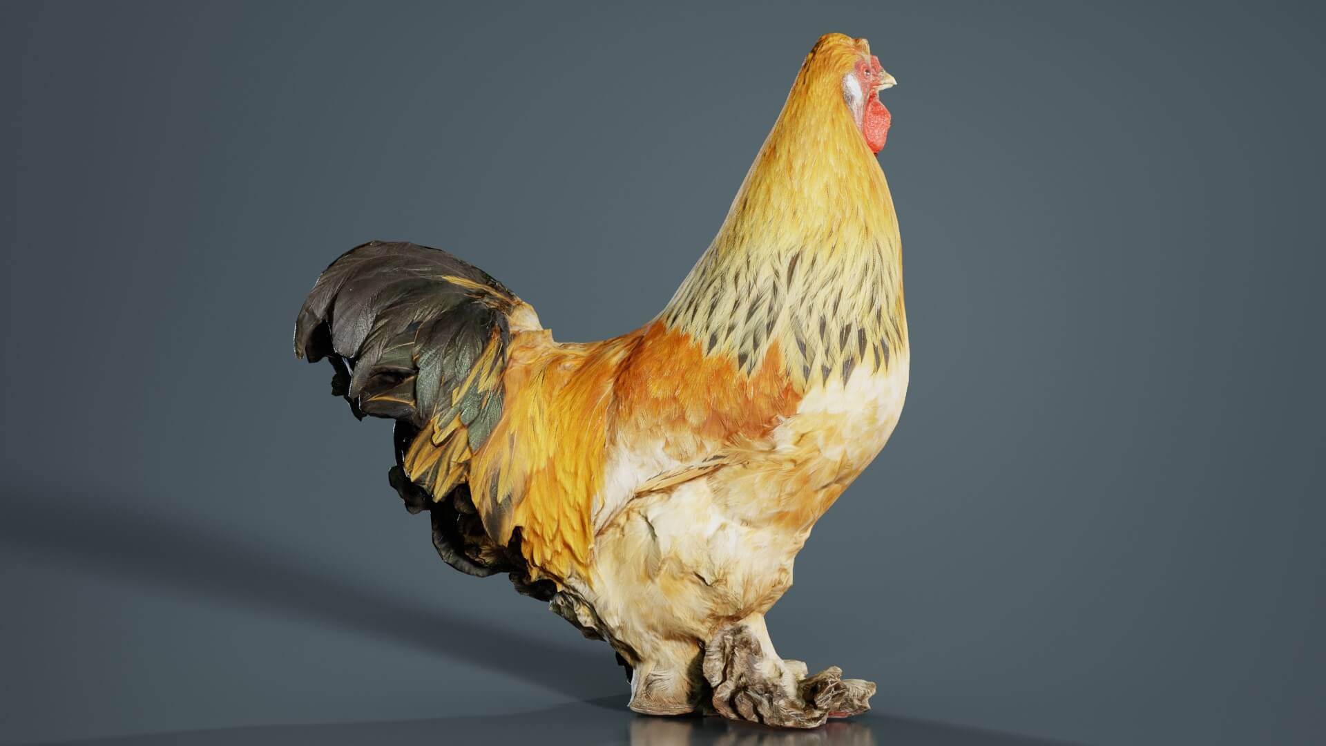 Gallus Domesticus Rooster - 3D Model by Polygonal Miniatures