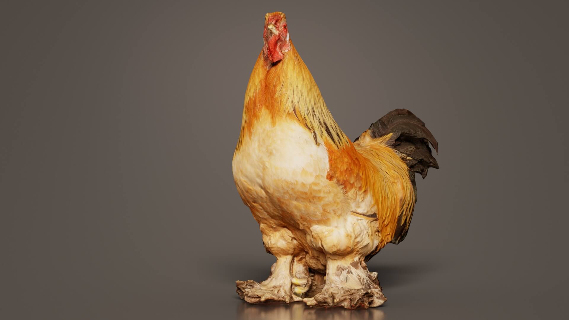 Gallus Domesticus Rooster - 3D Model by Polygonal Miniatures