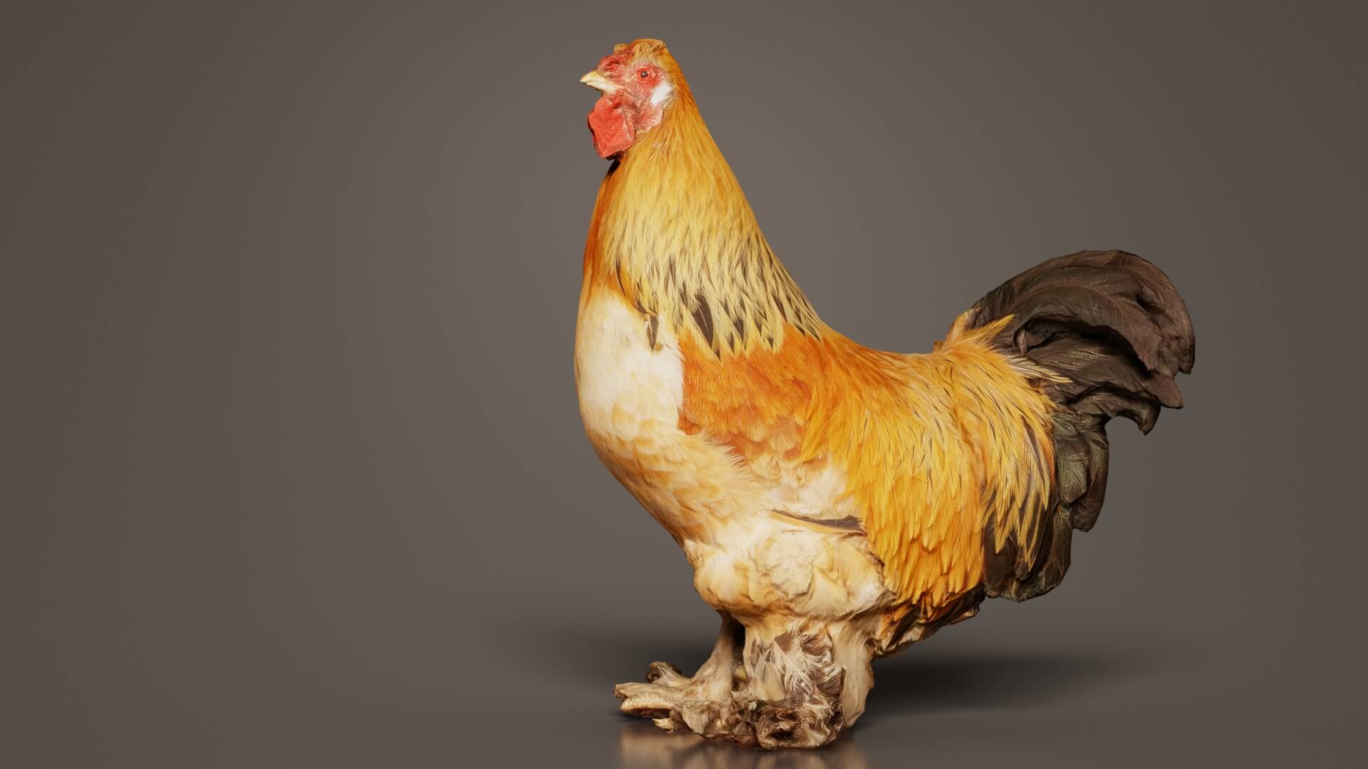 Gallus Domesticus Rooster - 3D Model by Polygonal Miniatures