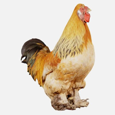 Gallus Domesticus Rooster - 3D Model by Polygonal Miniatures