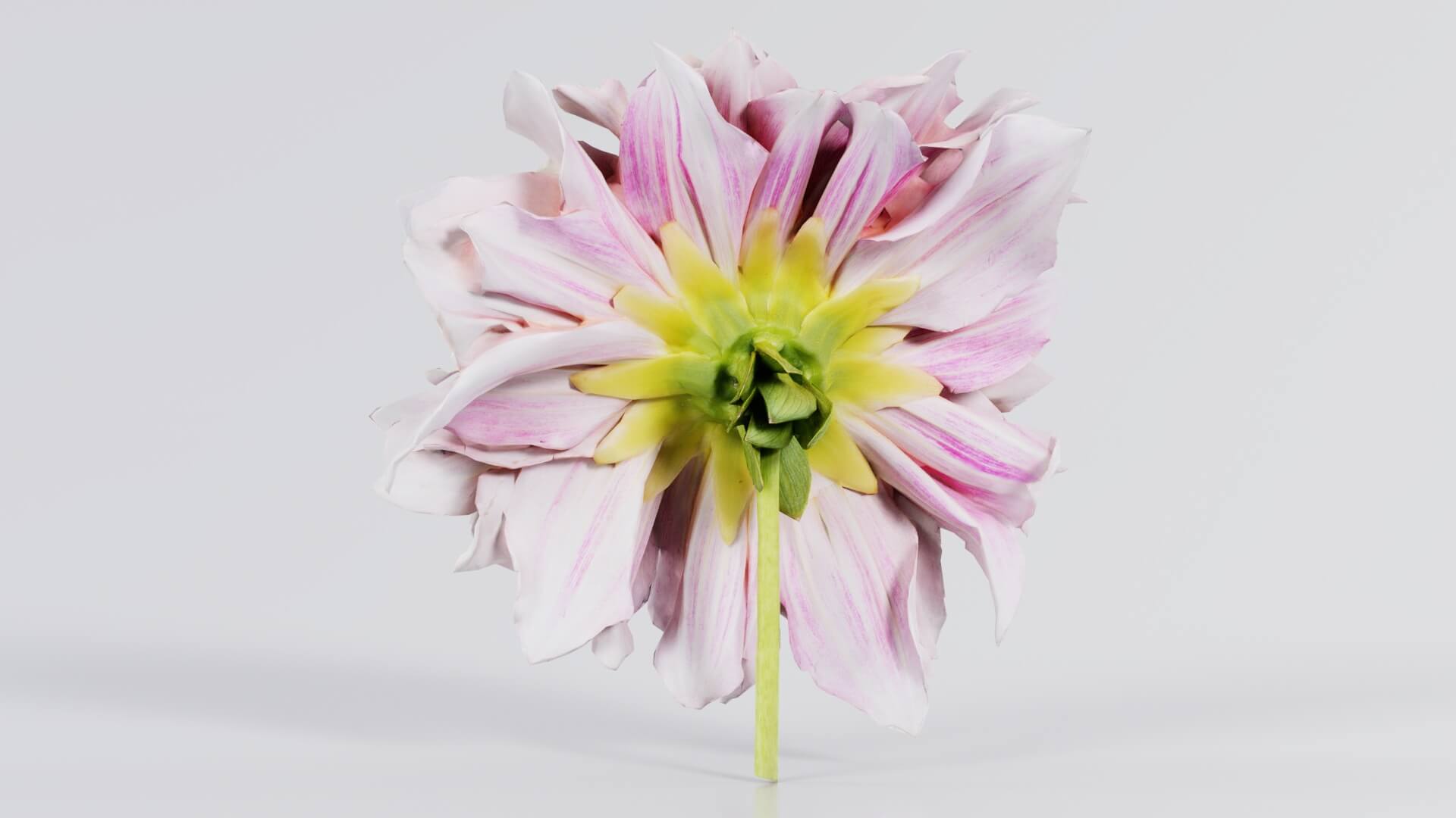 Garden Dahlia Pink - 3D Model by Polygonal Miniatures
