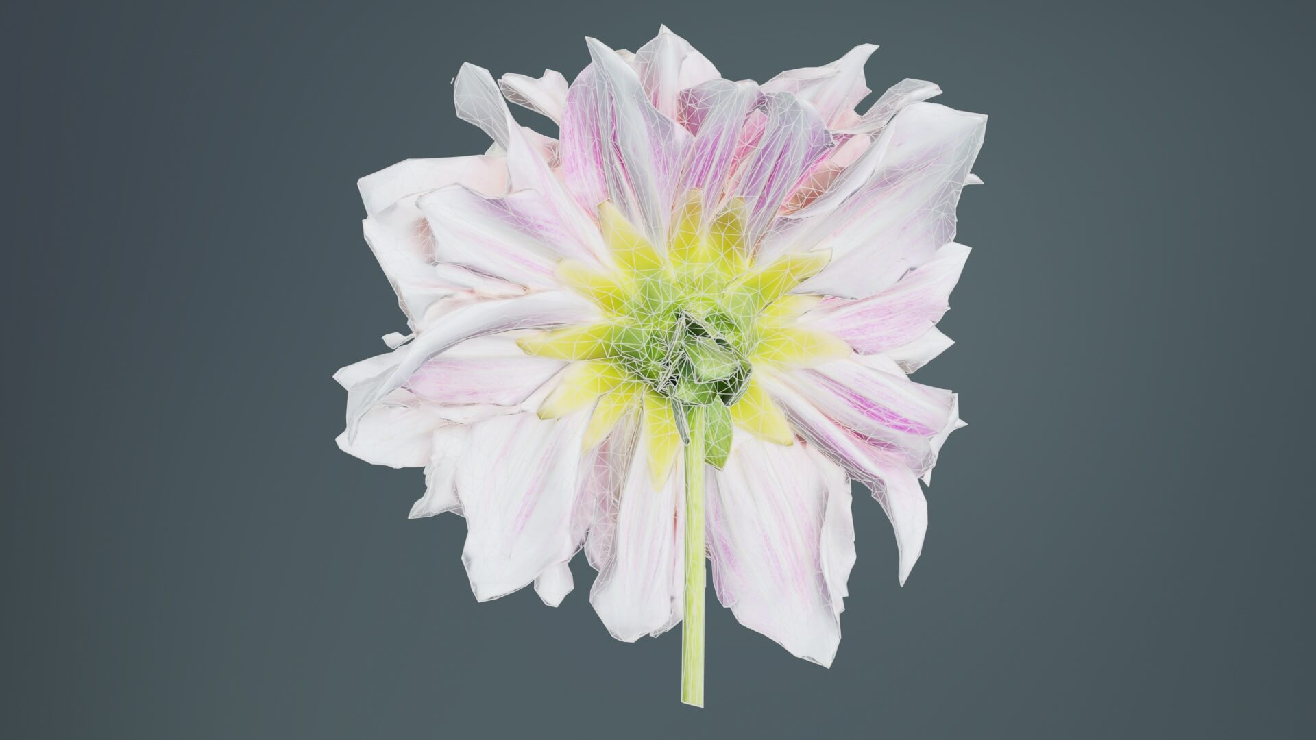 Garden Dahlia Pink - 3D Model by Polygonal Miniatures