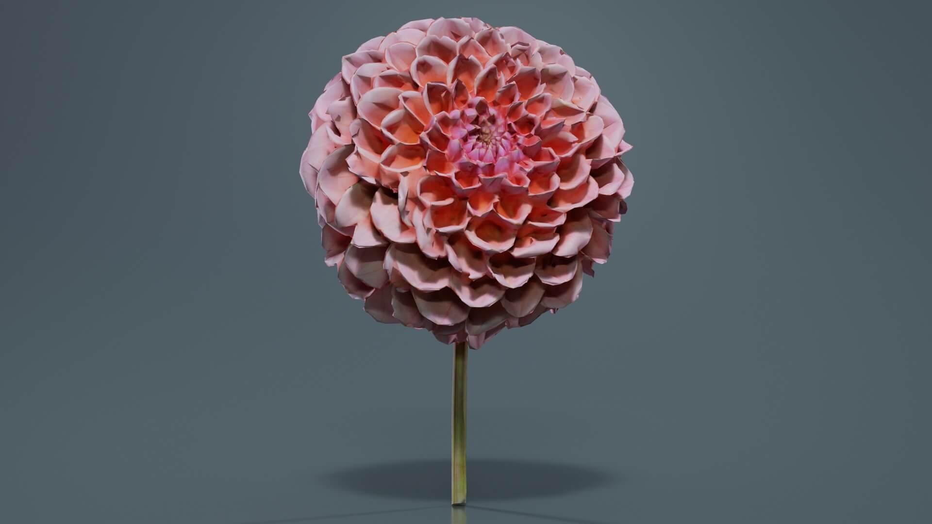 Garden Dahlia Red - 3D Model by Polygonal Miniatures