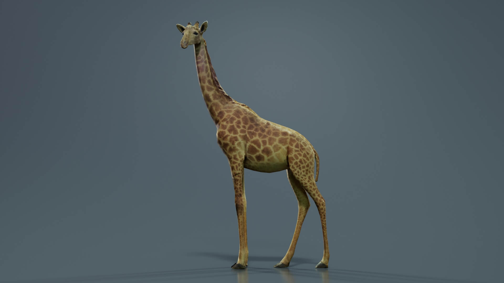 Mature Giraffe - 3D Model by Polygonal Miniatures