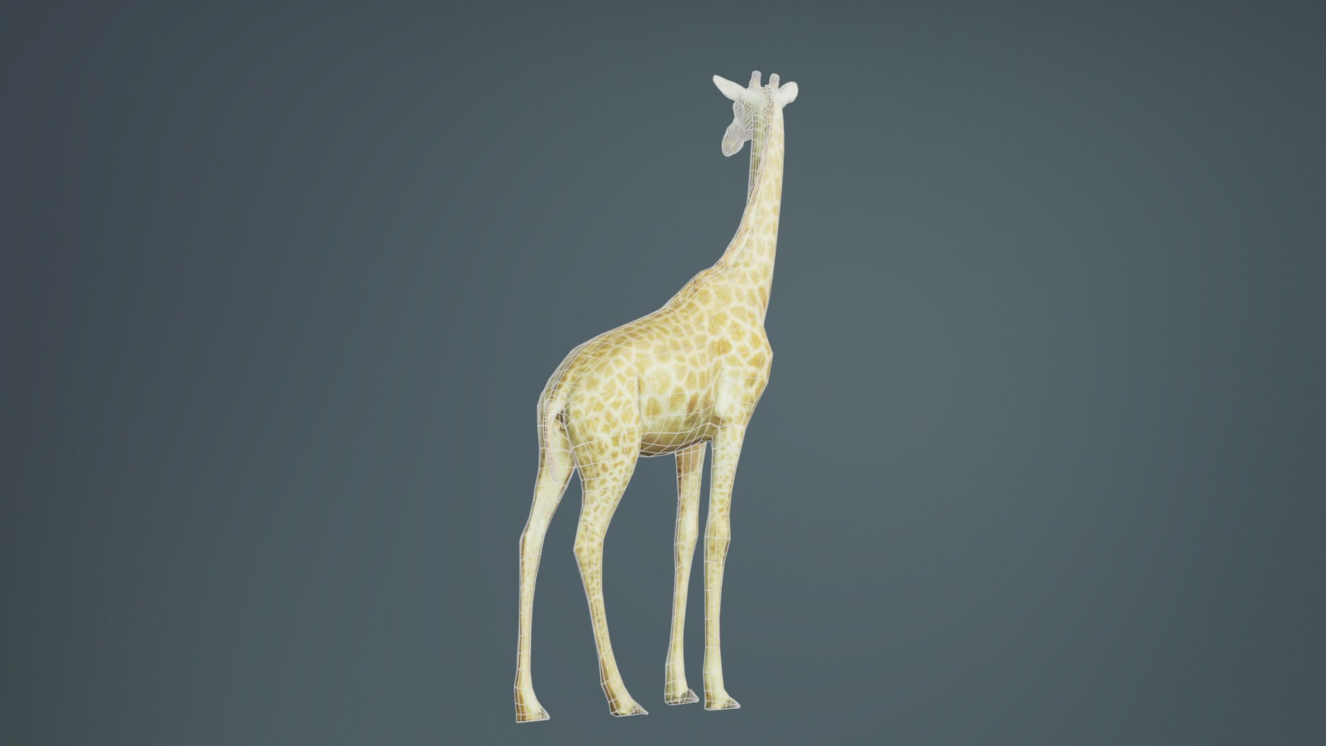 Mature Giraffe - 3D Model by Polygonal Miniatures