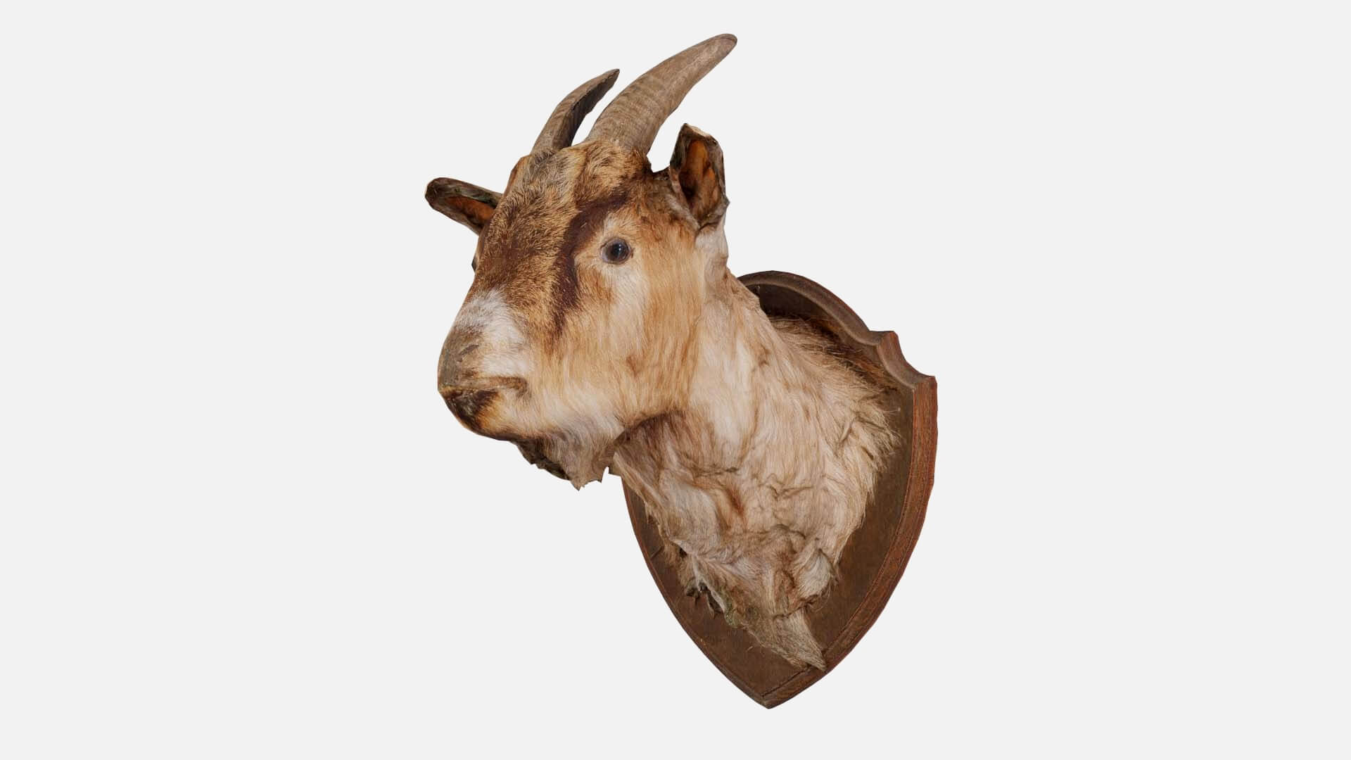Mounted Goat Head - 3D Model by Polygonal Miniatures