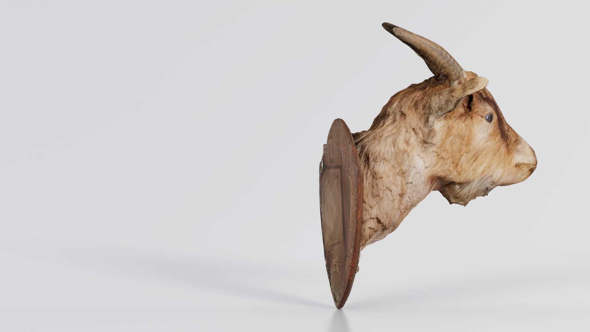 Mounted Goat Head - 3D Model by Polygonal Miniatures