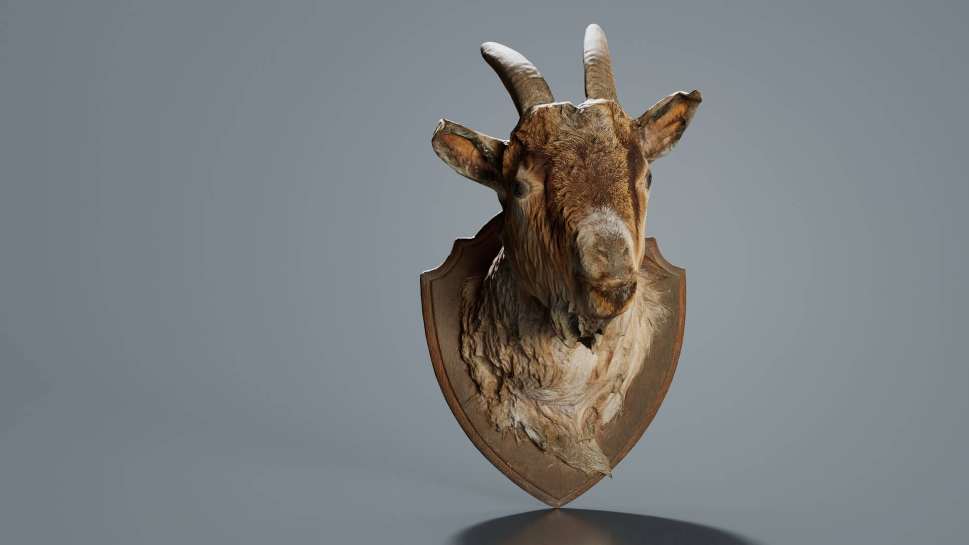 Mounted Goat Head - 3D Model by Polygonal Miniatures