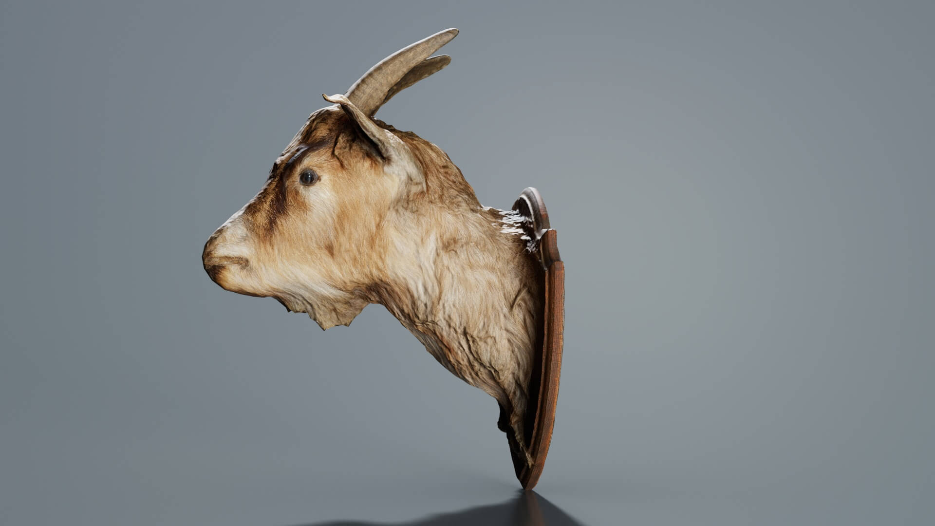 Mounted Goat Head - 3D Model by Polygonal Miniatures