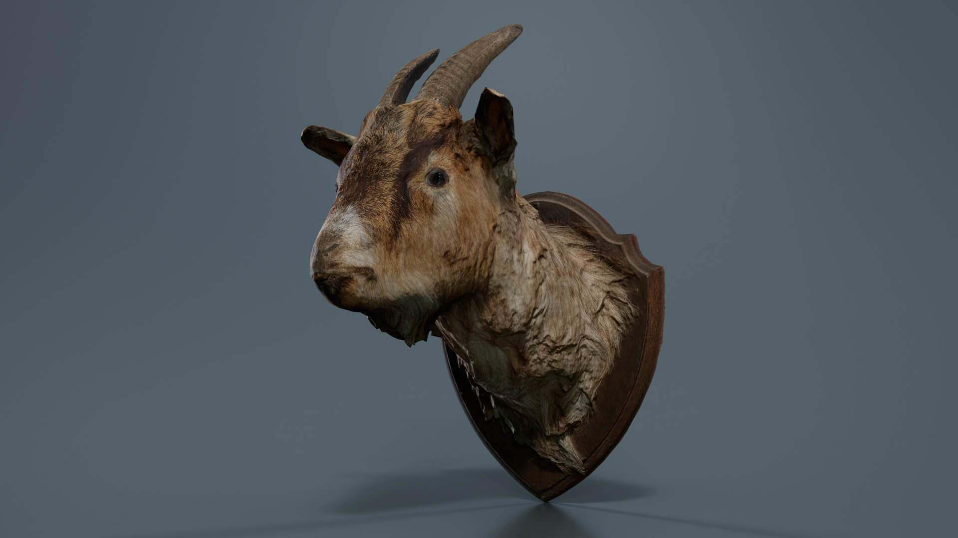 Mounted Goat Head - 3D Model by Polygonal Miniatures