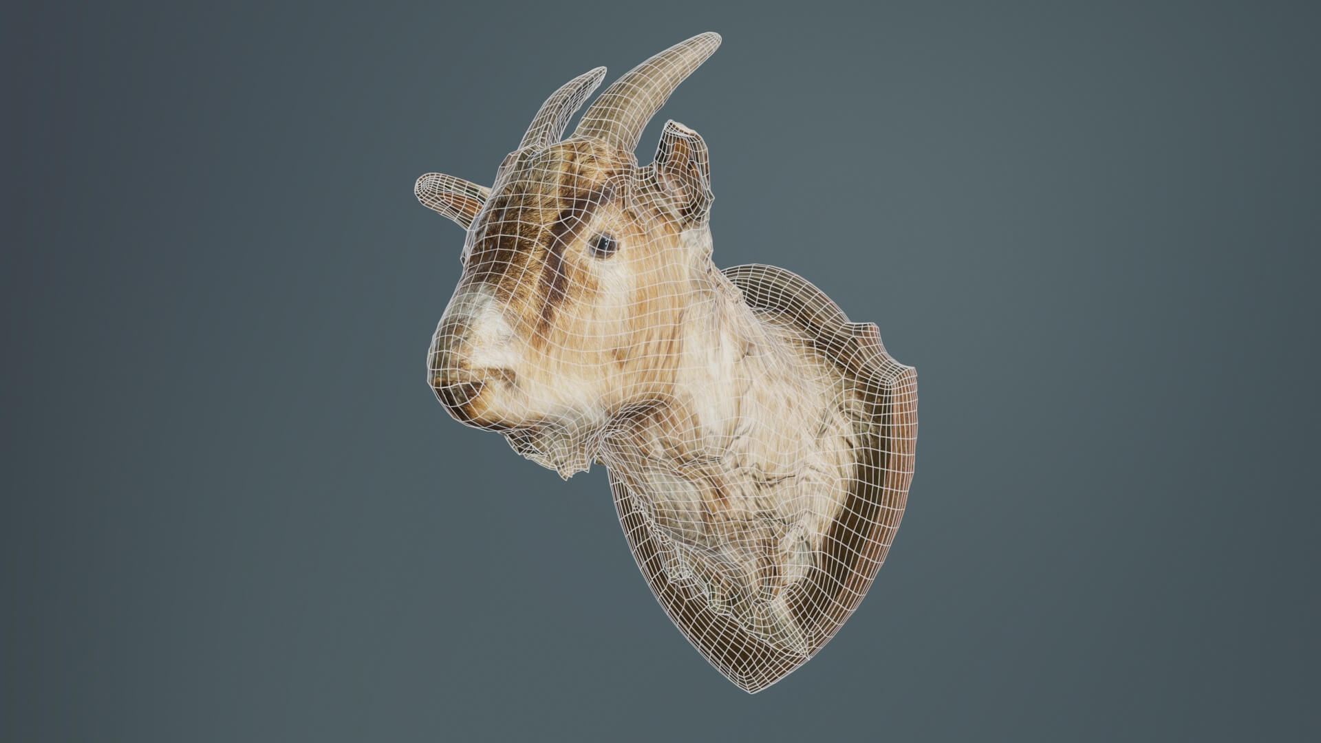 Mounted Goat Head - 3D Model by Polygonal Miniatures