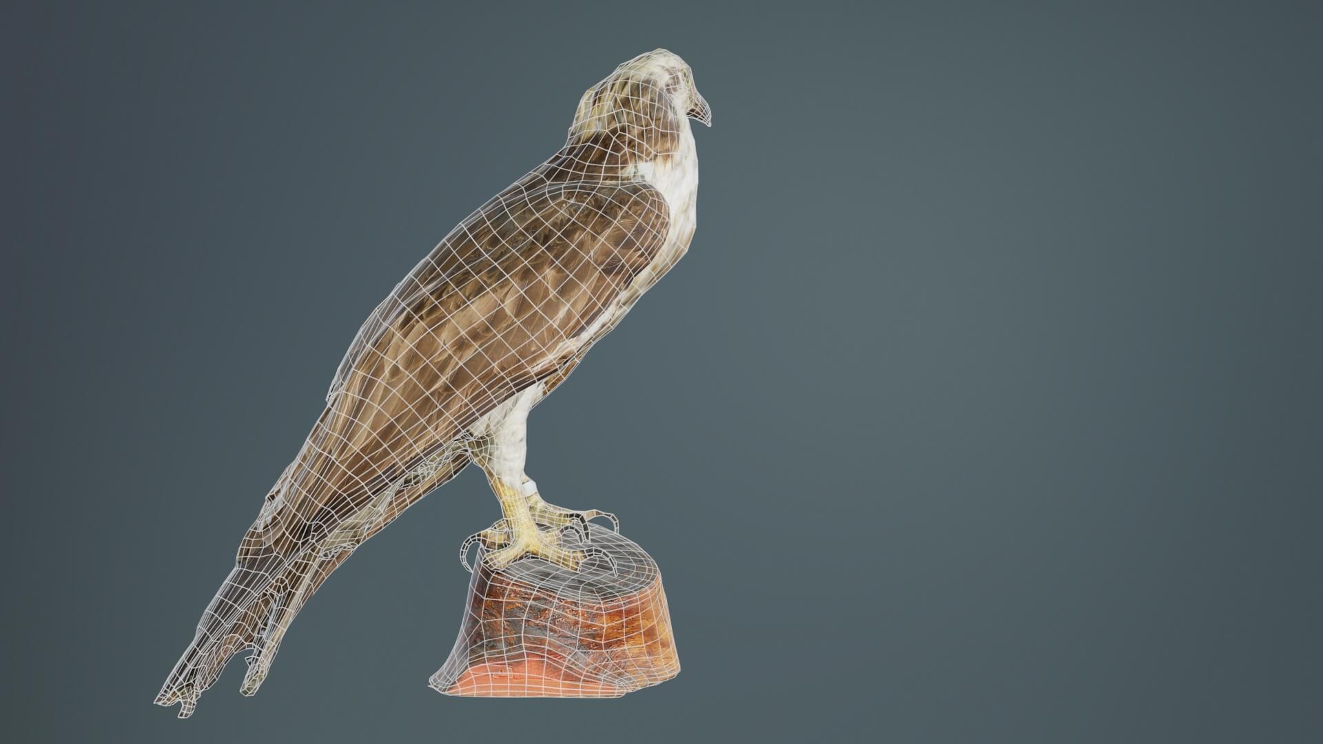 Golden Eagle Aquila Chrysaetos - 3D Model by Polygonal Miniatures