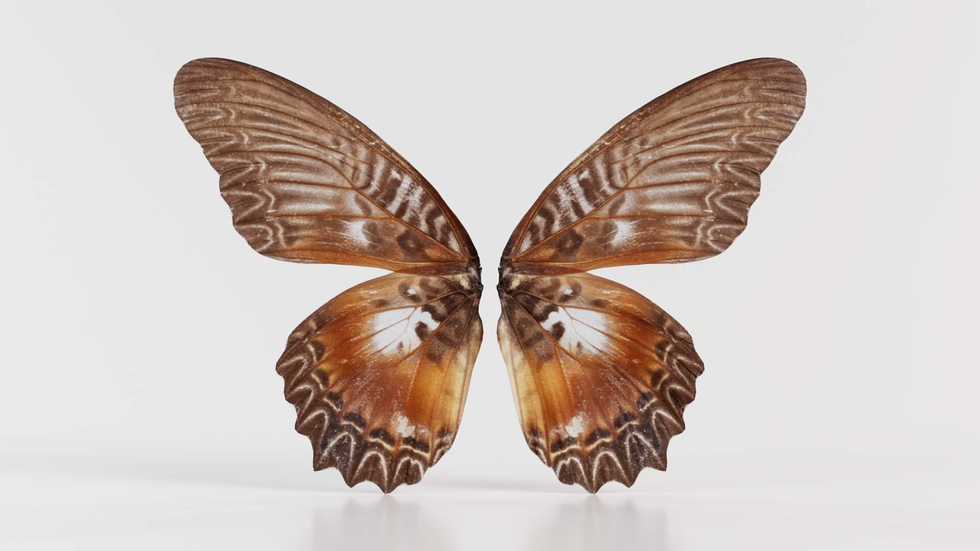 Great Eggfly Hypolimnas Bolina 2 - 3D Model by Polygonal Miniatures