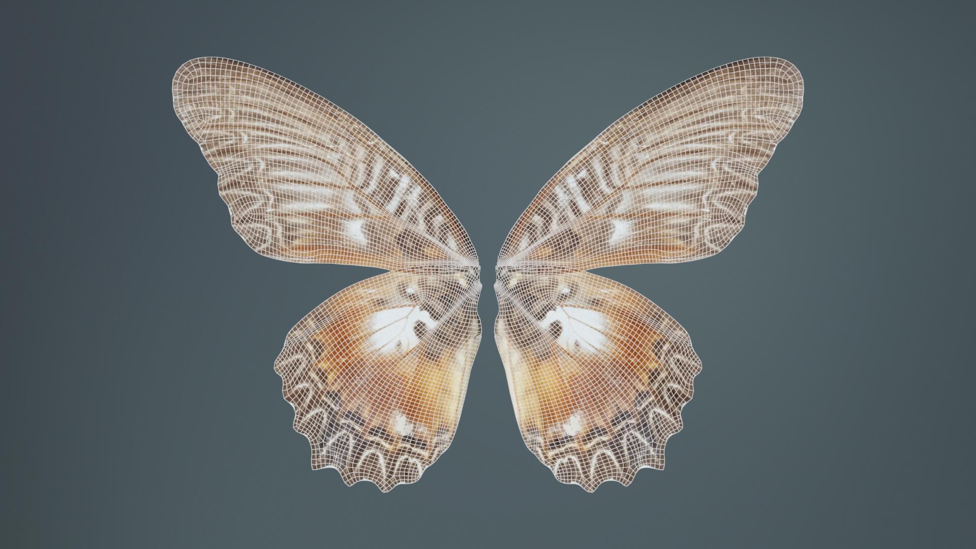 Great Eggfly Hypolimnas Bolina 2 - 3D Model by Polygonal Miniatures