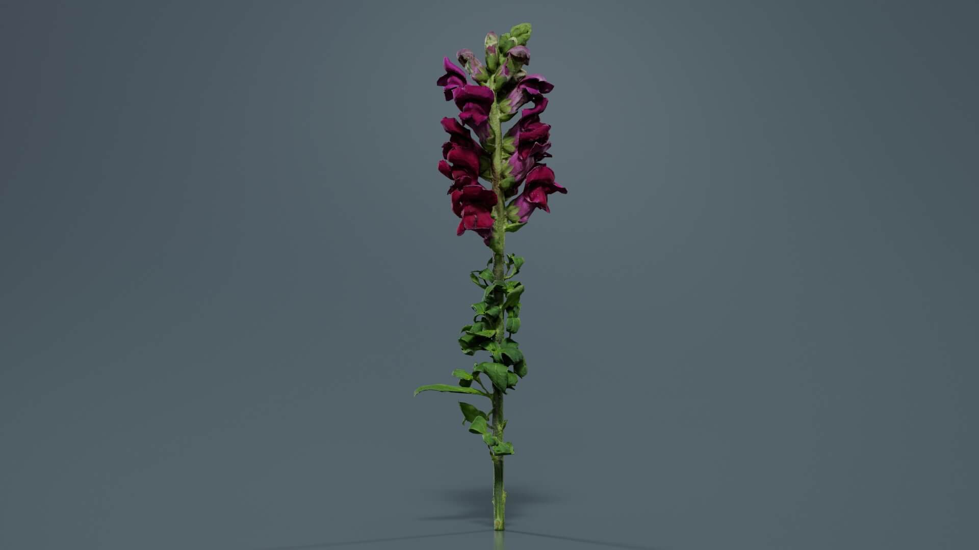 Great Garden Snapdragon Dragon Plant Antirrhinum Majus - 3D Model by ...