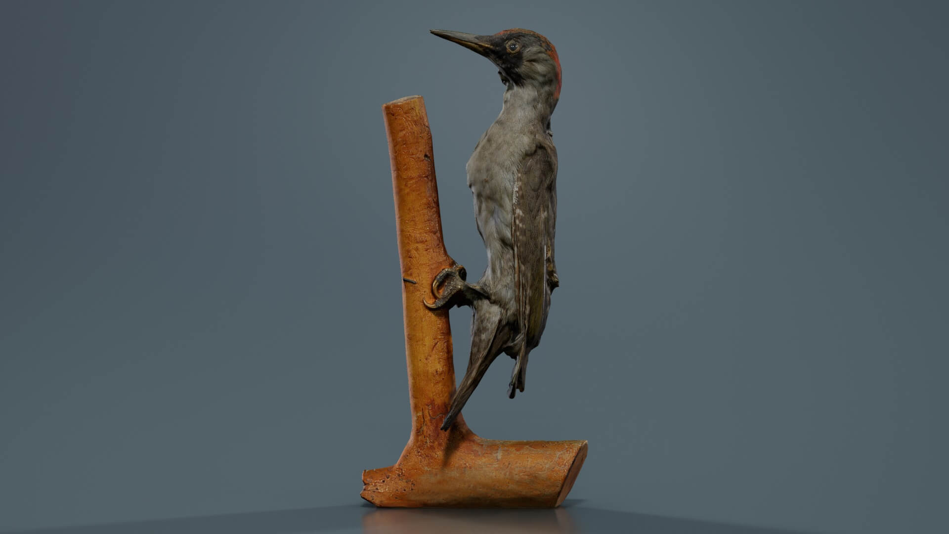 Green Woodpecker Picidae - 3D Model by Polygonal Miniatures