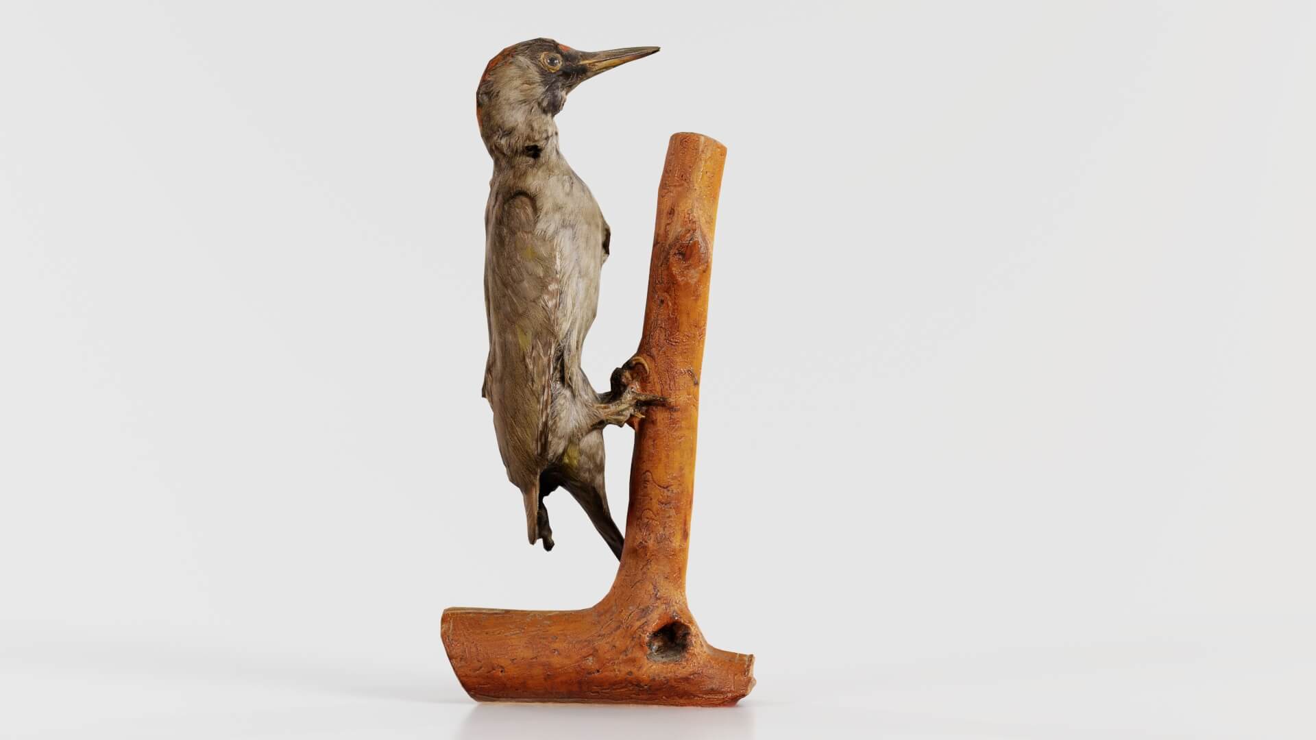 Green Woodpecker Picidae - 3D Model by Polygonal Miniatures