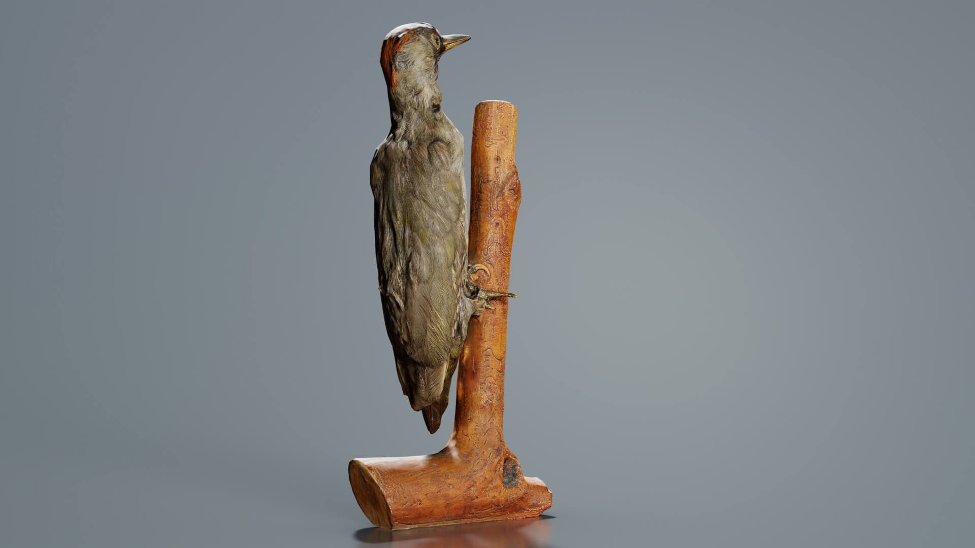 Green Woodpecker Picidae - 3D Model by Polygonal Miniatures