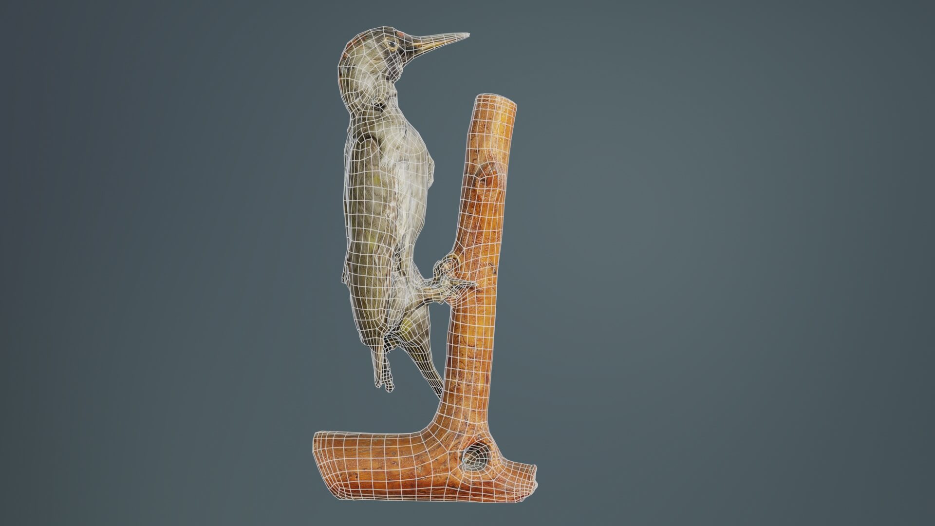 Green Woodpecker Picidae - 3D Model by Polygonal Miniatures