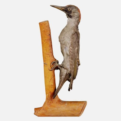 Green Woodpecker Picidae - 3D Model by Polygonal Miniatures