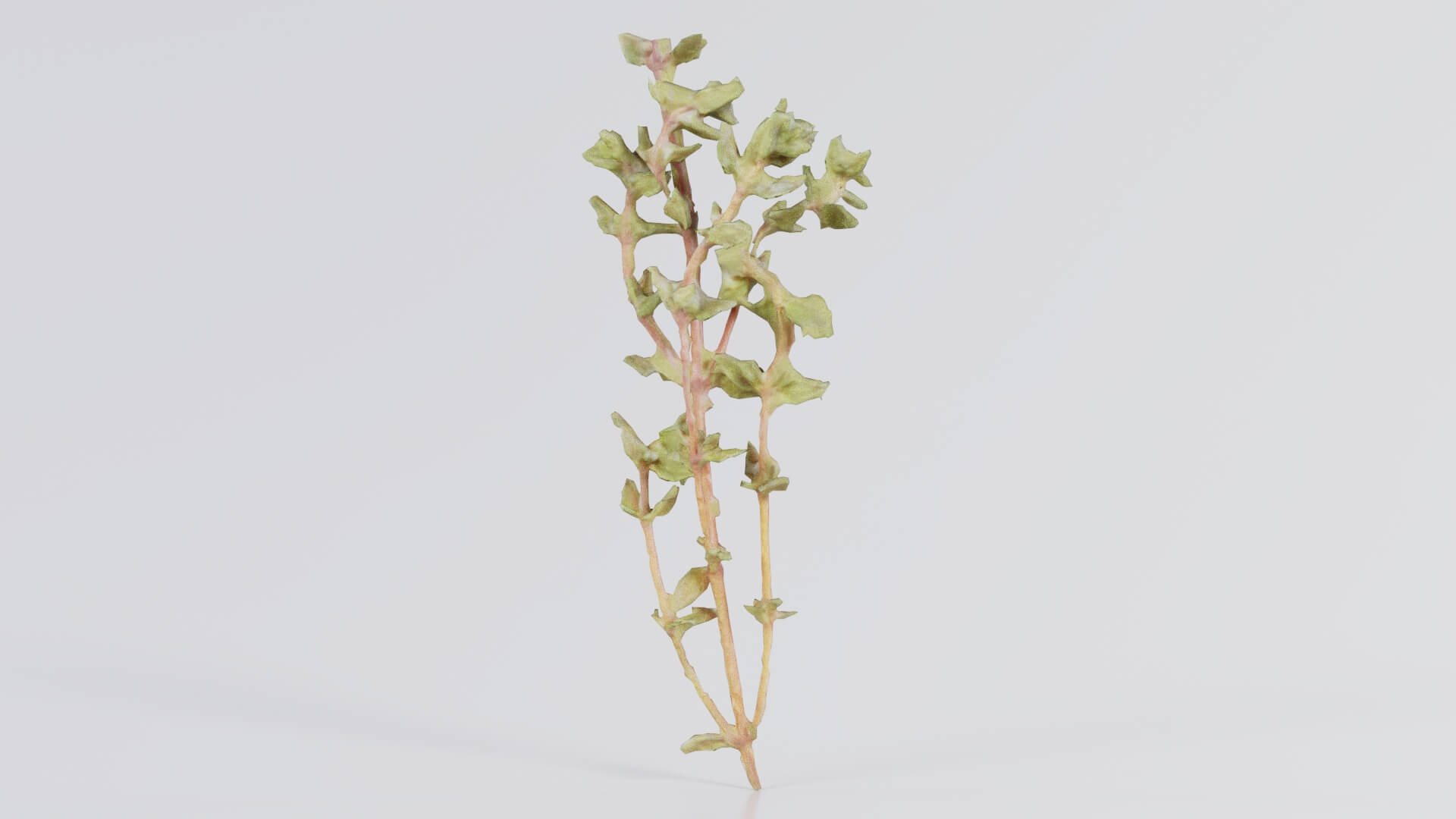 Herb 2 - 3D Model by Polygonal Miniatures