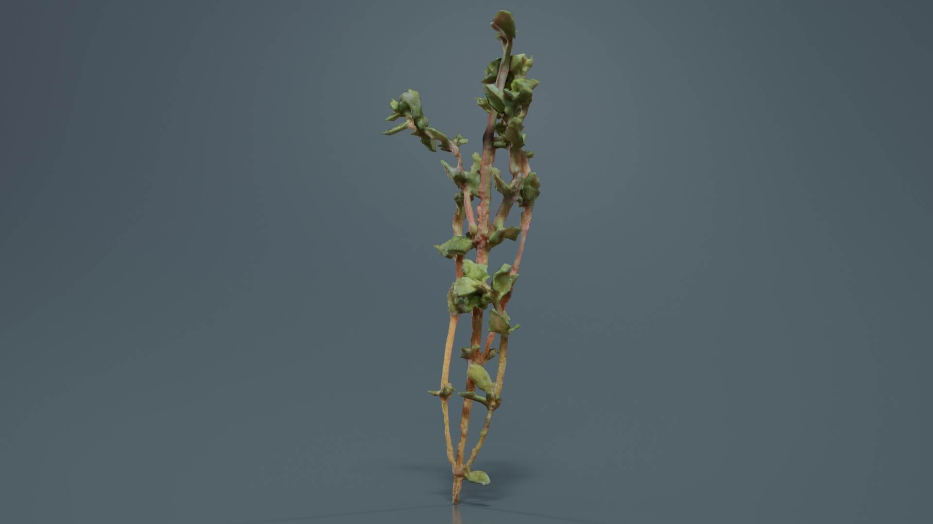 Herb 2 - 3D Model by Polygonal Miniatures