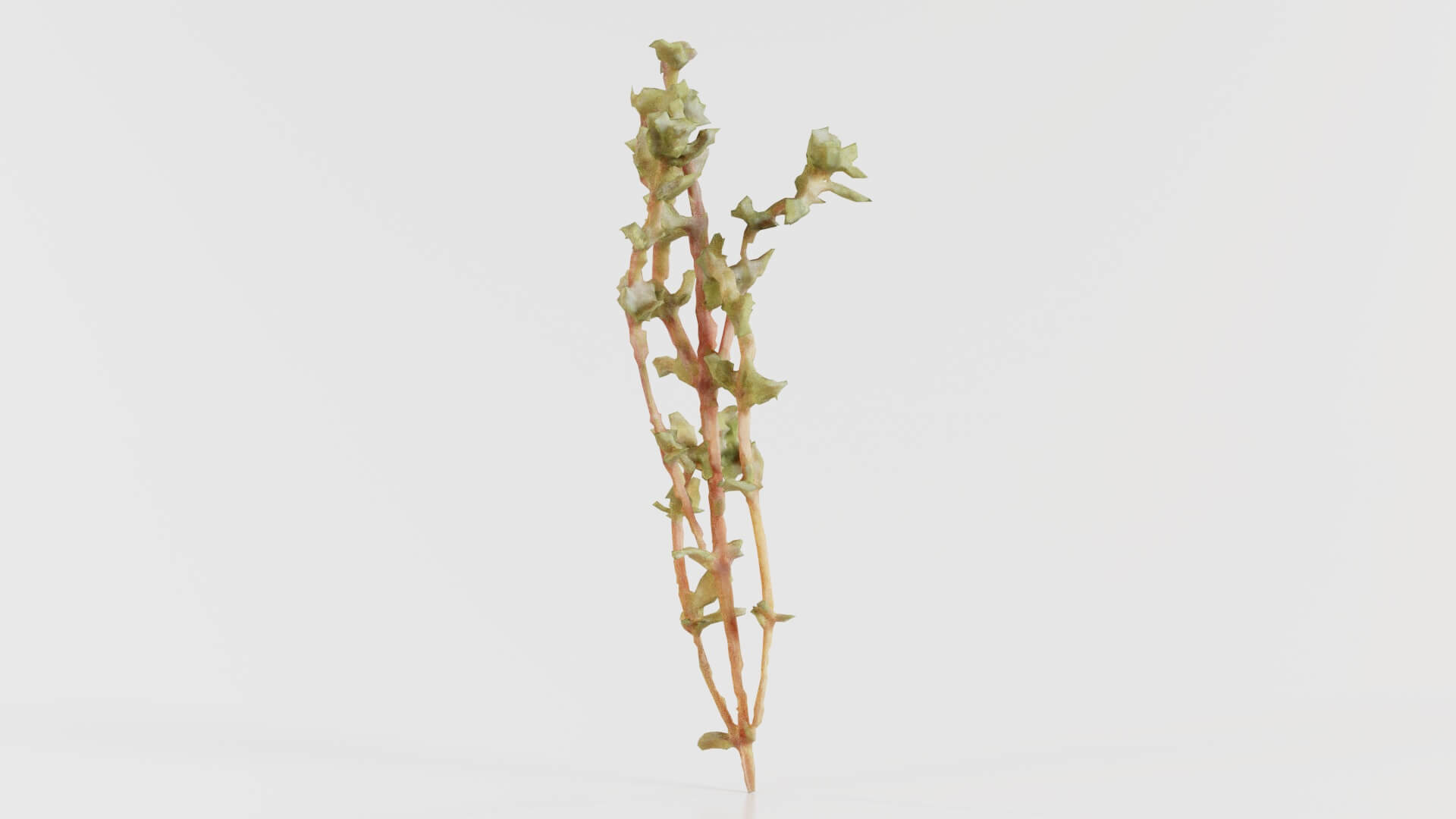 Herb 2 - 3D Model by Polygonal Miniatures