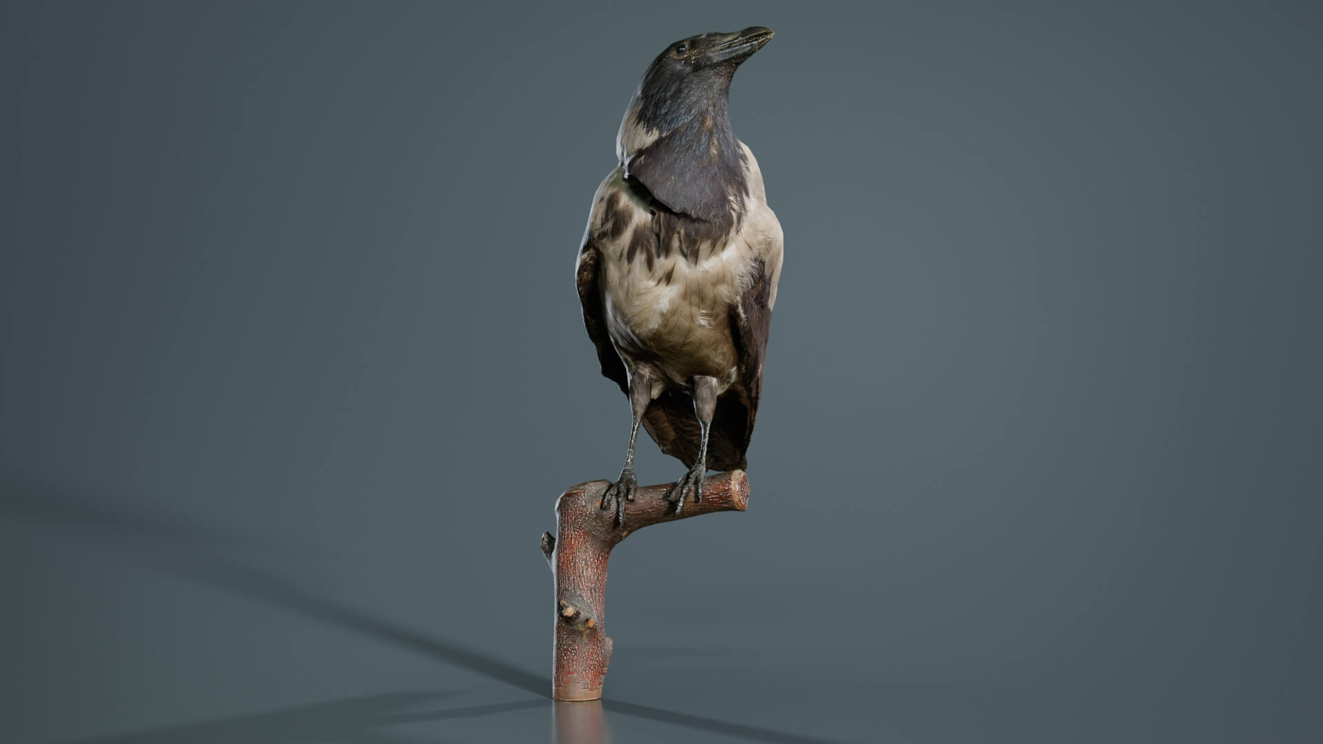 Hooded Crow Corvus Cornix - 3D Model by Polygonal Miniatures