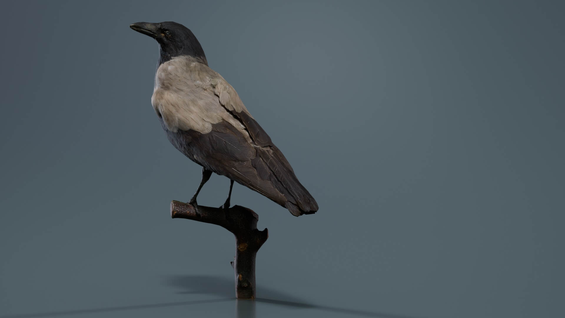 Hooded Crow Corvus Cornix - 3D Model by Polygonal Miniatures