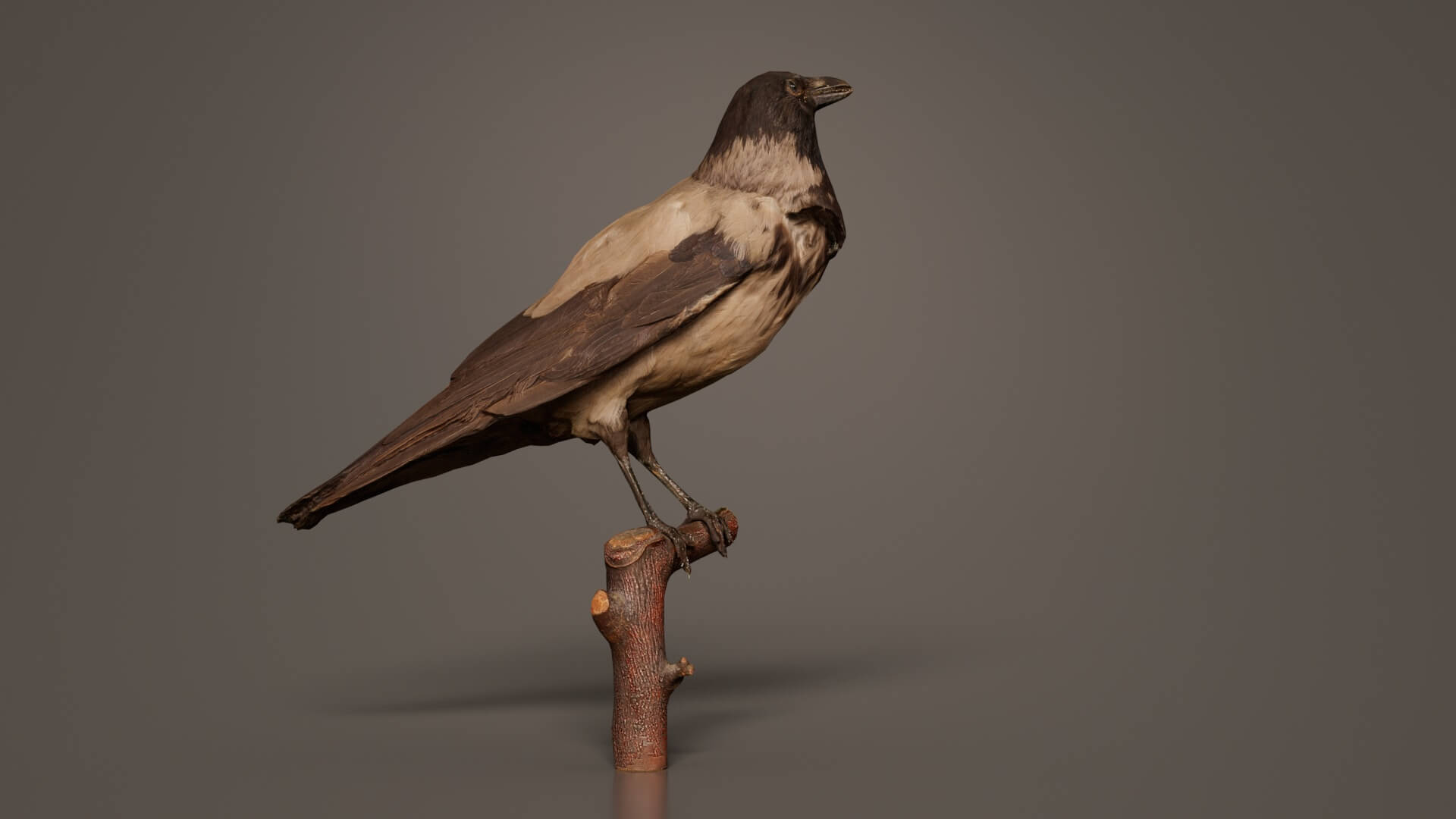 Hooded Crow Corvus Cornix - 3D Model by Polygonal Miniatures