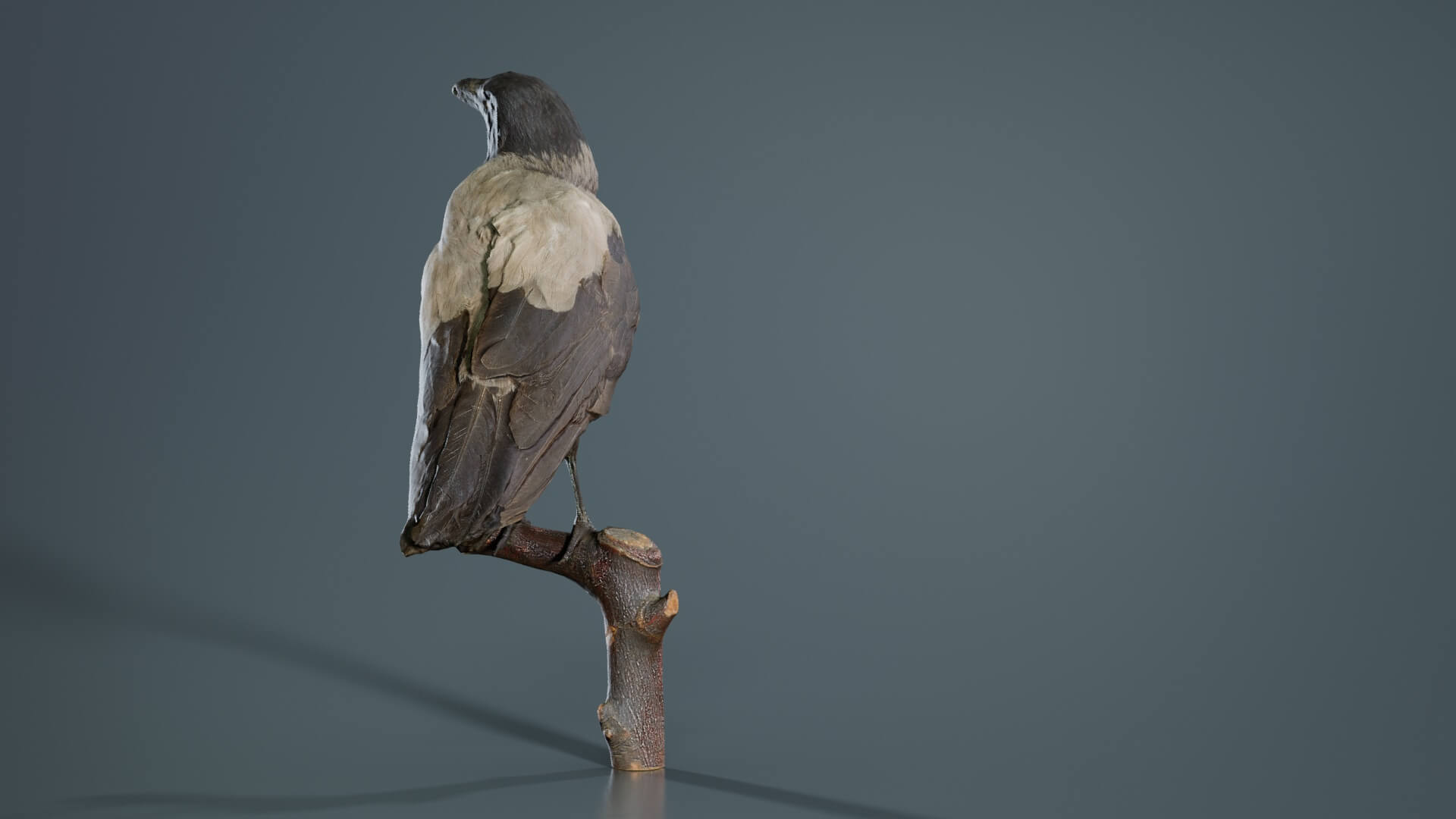 Hooded Crow Corvus Cornix - 3D Model by Polygonal Miniatures