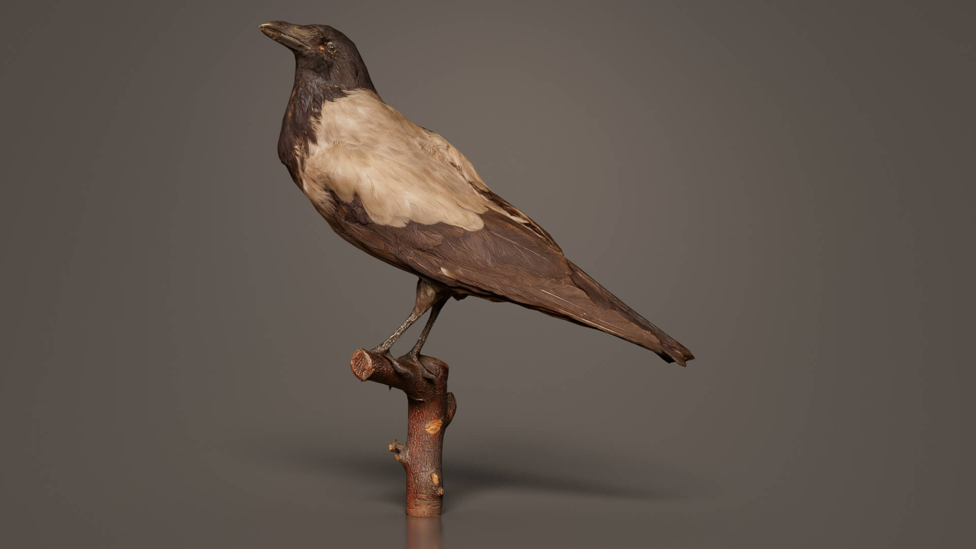 Hooded Crow Corvus Cornix - 3D Model by Polygonal Miniatures