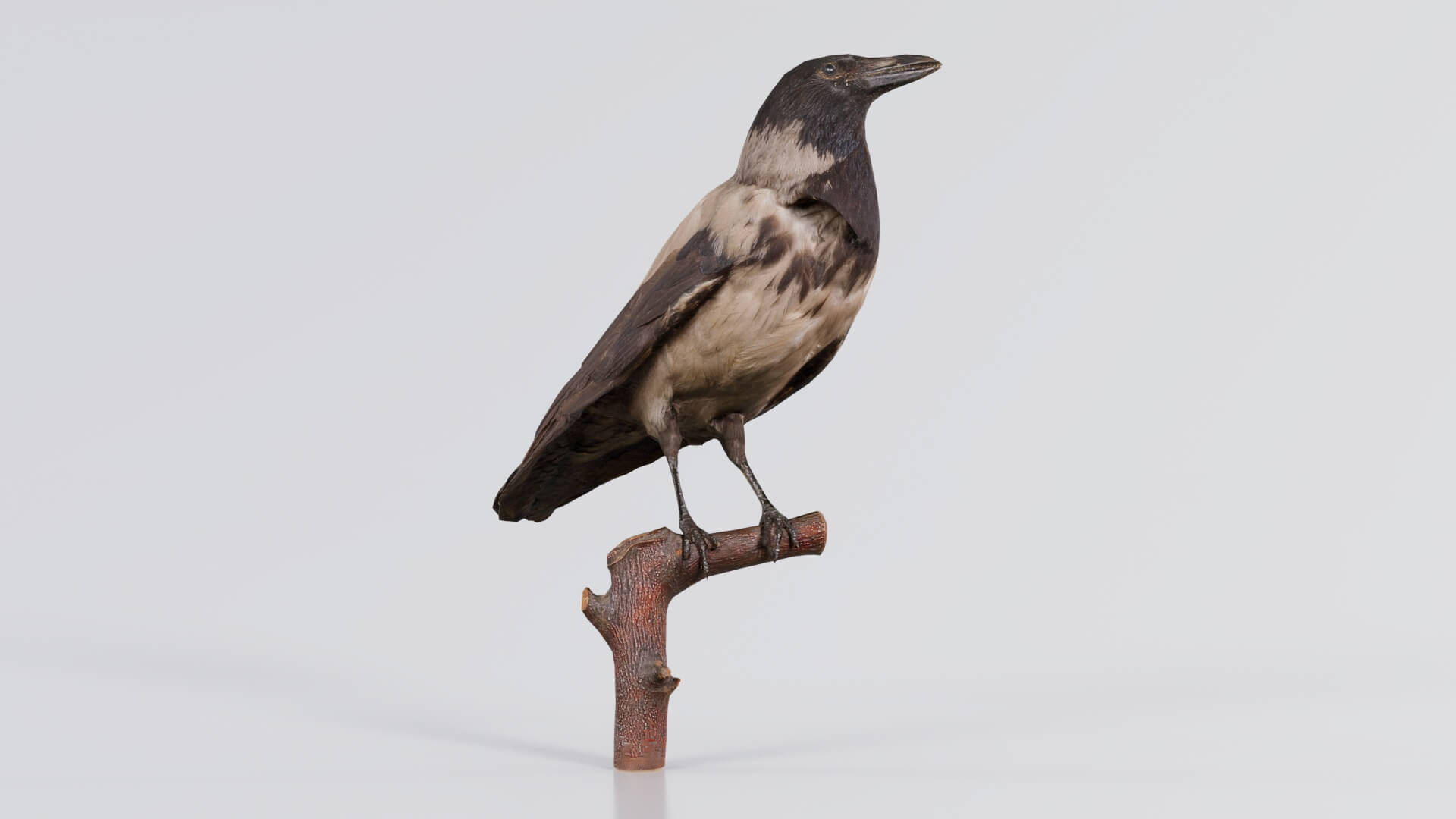 Hooded Crow Corvus Cornix - 3D Model by Polygonal Miniatures